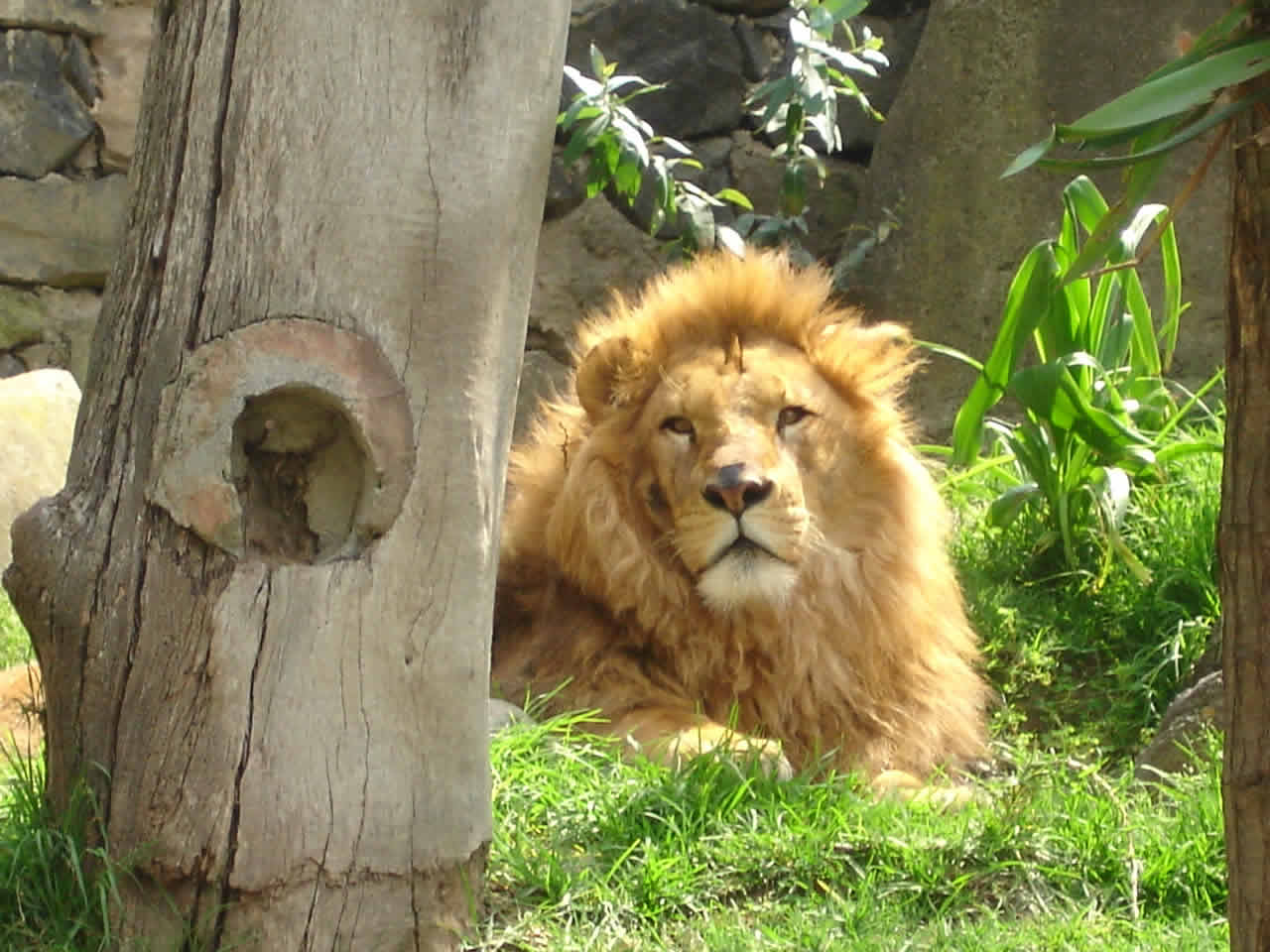 Zoológico de Zacango, Estado de México - TuriMexico