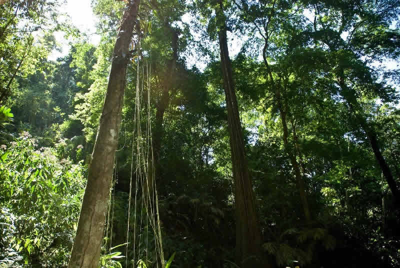 Los Chimalapas - TuriMexico