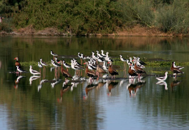 Humedales en México - TuriMexico