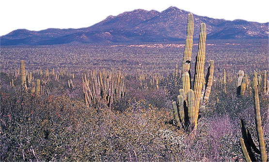 El Vizcaíno - TuriMexico